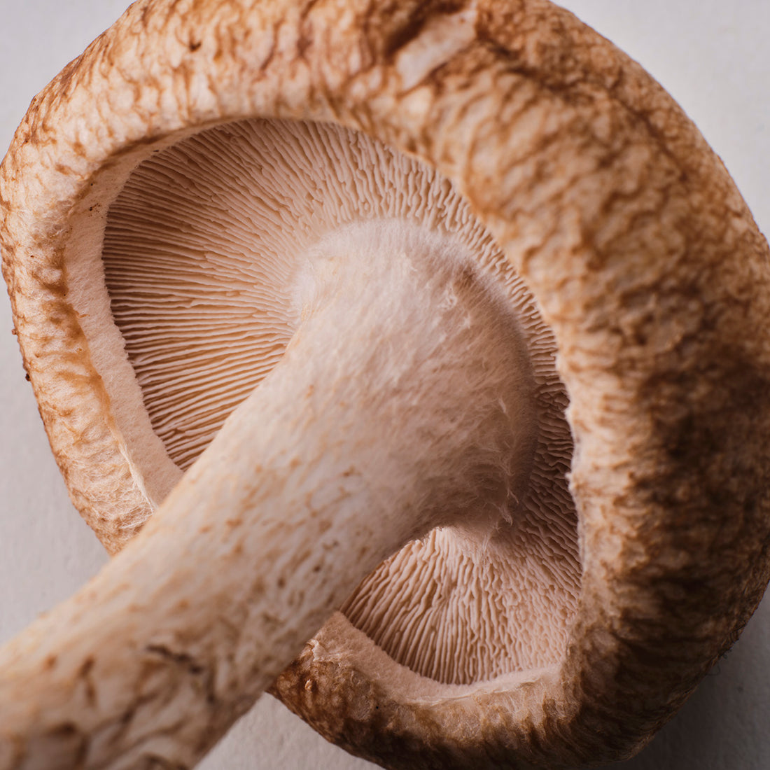 Shiitake Log Kit – Yorkshire Mushroom Emporium
